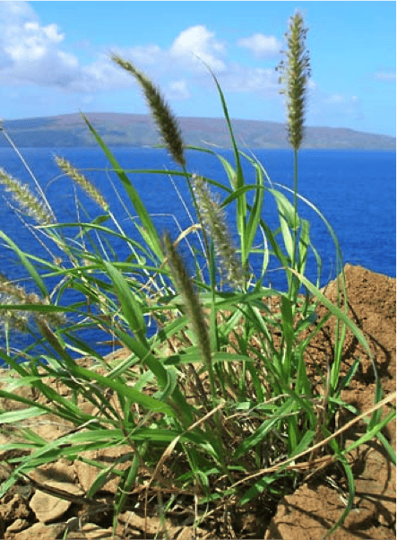 Identifying Pastures Part 2: Bighead Grasses
