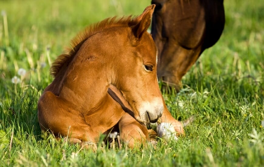 Do Phytoestrogens Affect Mare Fertility?