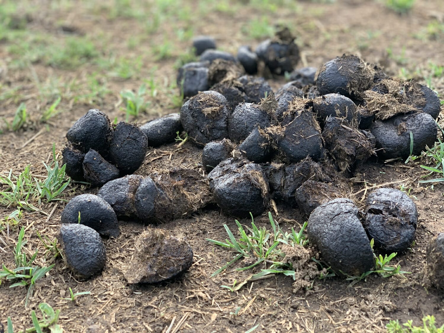 Horse Manure Score Chart - Quickly Check Your Horse's Health