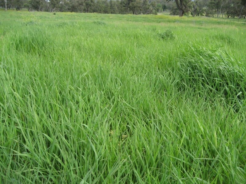 Determining pasture quality